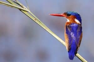 13 Types of Kingfishers (with Photos) - Bird Feeder Hub