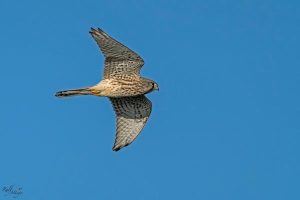 4 Falcons in Ohio (with Photos) - Bird Feeder Hub