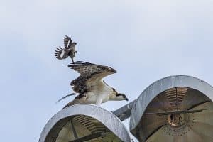 How To Keep Mockingbirds Away From Feeders - Bird Feeder Hub