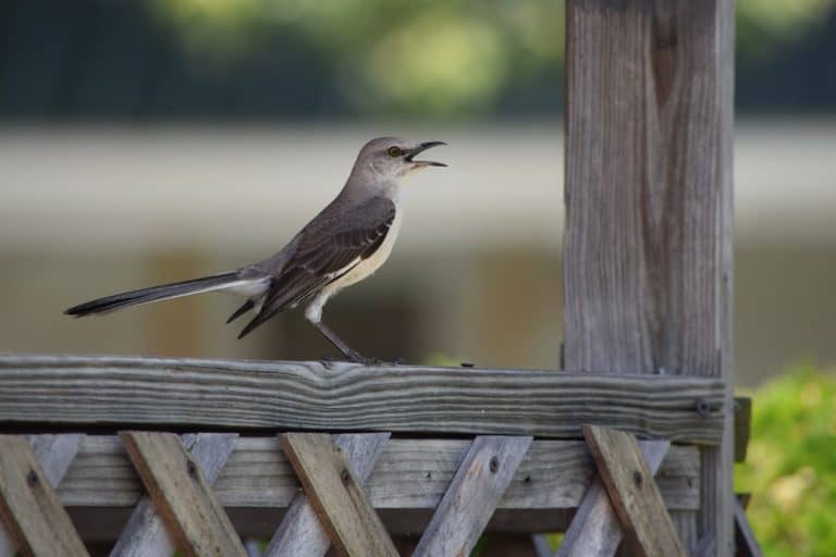 How To Keep Mockingbirds Away From Feeders - Bird Feeder Hub