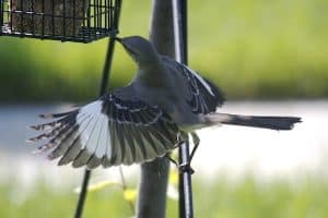How To Keep Mockingbirds Away From Feeders - Bird Feeder Hub