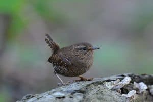 10 Types of Wrens (with Photos) - Bird Feeder Hub