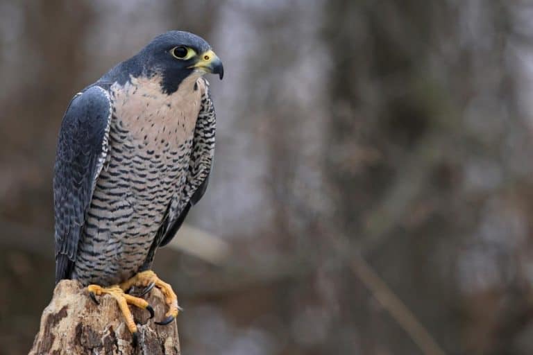 Falcons in Oklahoma (5 Types with Photos) - Bird Feeder Hub