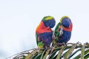 13 Facts About Rainbow Lorikeets (with Photos) - Bird Feeder Hub