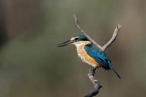 13 Types of Kingfishers (with Photos) - Bird Feeder Hub