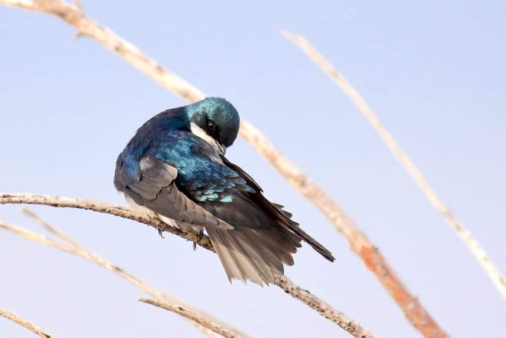 15 Birds with Iridescent Feathers - Bird Feeder Hub