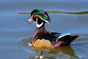 11 Lake Birds (Photos & Facts) - Bird Feeder Hub