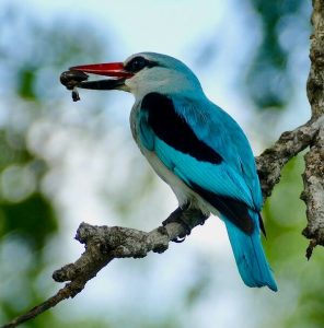 13 Types of Kingfishers (with Photos) - Bird Feeder Hub