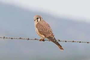 4 Falcons in Ohio (with Photos) - Bird Feeder Hub