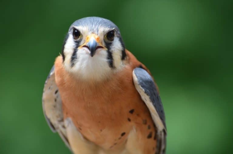 12 Birds With Big Eyes (Pics & Facts) - Bird Feeder Hub