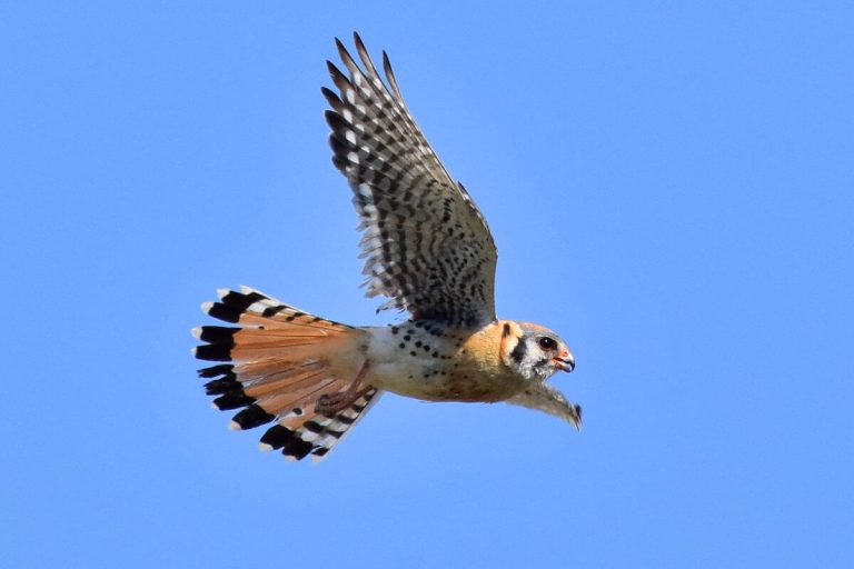 3 Falcons in Virginia (with Photos) - Bird Feeder Hub