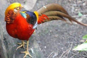 15 Fascinating Facts About the Golden Pheasant - Bird Feeder Hub
