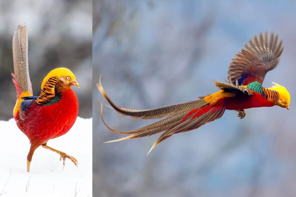 15 Fascinating Facts About the Golden Pheasant - Bird Feeder Hub