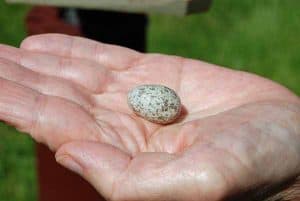 20 Birds With Speckled Eggs - Bird Feeder Hub