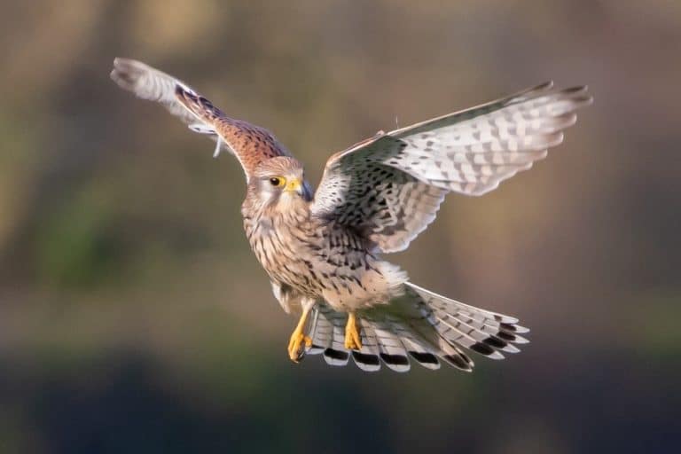 5 Falcons in Washington State - Bird Feeder Hub