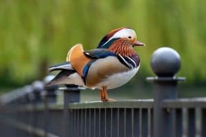 10 Facts about Mandarin Ducks (with Photos) - Bird Feeder Hub