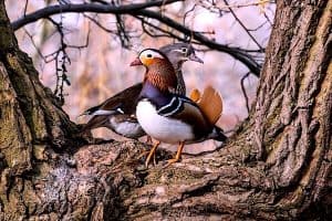 10 Facts about Mandarin Ducks (with Photos) - Bird Feeder Hub
