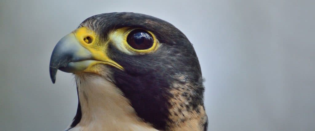 Falcons Species in Each State - Bird Feeder Hub