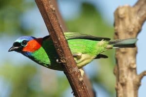 9 Unique Facts About Red-Necked Tanagers - Bird Feeder Hub