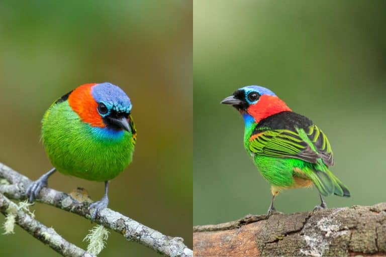 9 Unique Facts About Red-Necked Tanagers - Bird Feeder Hub