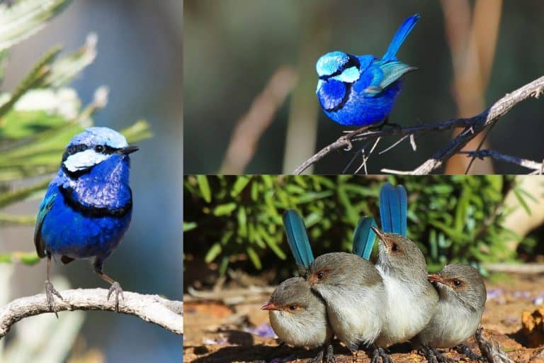 16 Facts About Splendid Fairywrens - Bird Feeder Hub