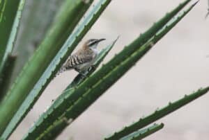 13 Amazing Cactus Loving Birds (Pictures) - Bird Feeder Hub