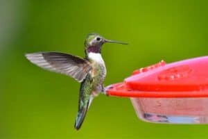 10 Broad-tailed Hummingbird Facts - Bird Feeder Hub
