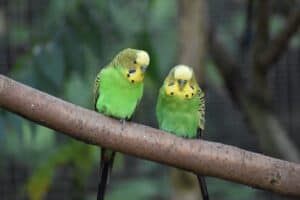 16 Types of Pet Birds (With Photos) - Bird Feeder Hub