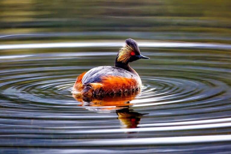 11 Lake Birds (Photos & Facts) - Bird Feeder Hub