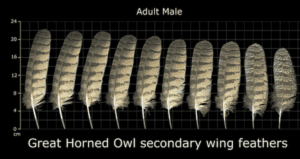 Great Horned Owl Feathers (I.D. & Facts) - Bird Feeder Hub