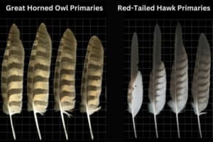 Great Horned Owl Feathers (I.D. & Facts) - Bird Feeder Hub