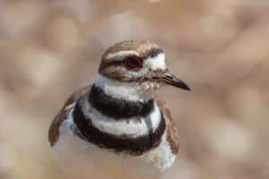12 Birds With Red Eyes (Pictures & Info) - Bird Feeder Hub