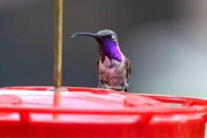 14 Lucifer Hummingbird Facts (with Photos) - Bird Feeder Hub