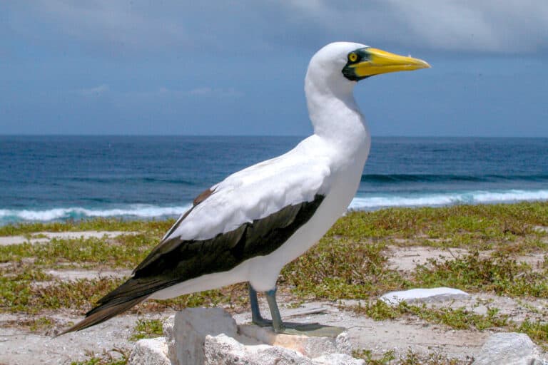 14 Birds With Weird Names (Info & Pics) - Bird Feeder Hub