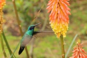 12 Mexican Violetear Facts (with Photos) - Bird Feeder Hub