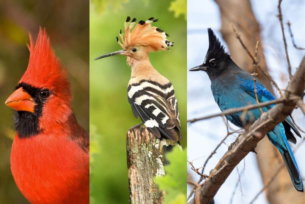 17 Birds with Mohawks (with Photos) - Bird Feeder Hub