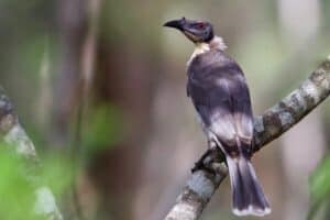 14 Birds With Weird Names (Info & Pics) - Bird Feeder Hub