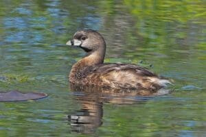 11 Lake Birds (Photos & Facts) - Bird Feeder Hub