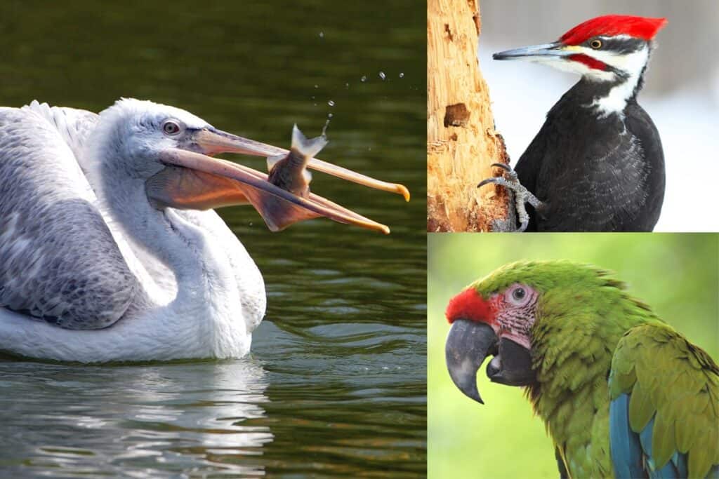 10 Birds With Powerful Beaks (Info & Pics) - Bird Feeder Hub