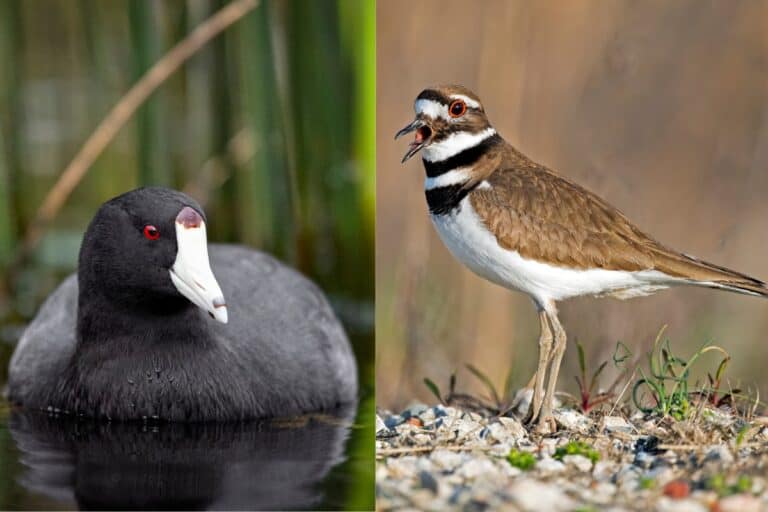 12 Birds With Red Eyes (Pictures & Info) - Bird Feeder Hub