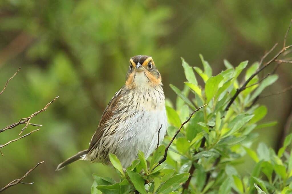 13 Marsh Birds (Facts & Photos) - Bird Feeder Hub