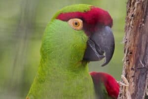 15 Birds With Curved Beaks (Photos) - Bird Feeder Hub