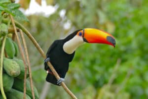 12 Birds With Colorful Beaks (Info & Pics) - Bird Feeder Hub