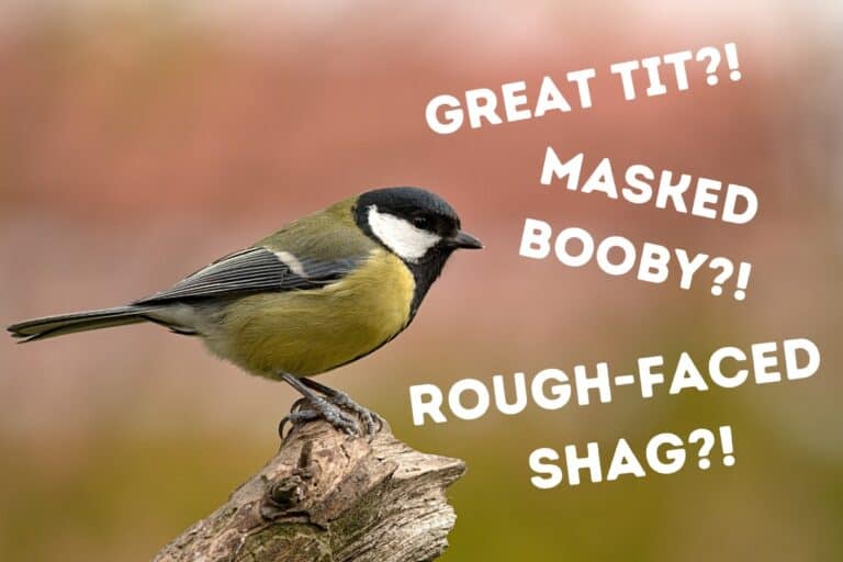 14 Birds With Weird Names (Info & Pics) - Bird Feeder Hub