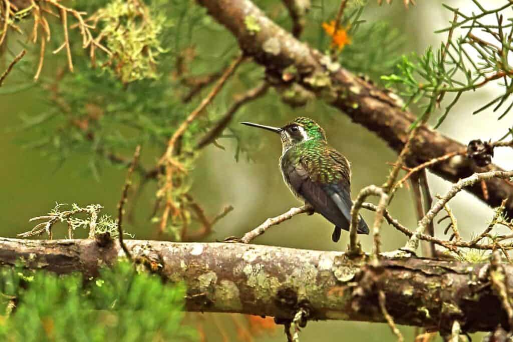 14 White-eared Hummingbirds Facts (Photos) - Bird Feeder Hub