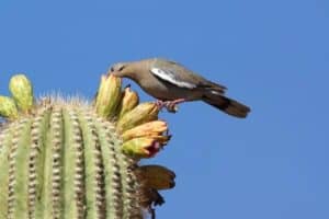 13 Amazing Cactus Loving Birds (Pictures) - Bird Feeder Hub