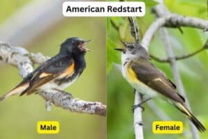 11 Facts About American Redstarts (Photos) - Bird Feeder Hub