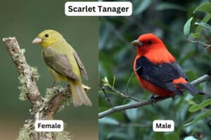 5 Types of Tanagers (in North America) - Bird Feeder Hub
