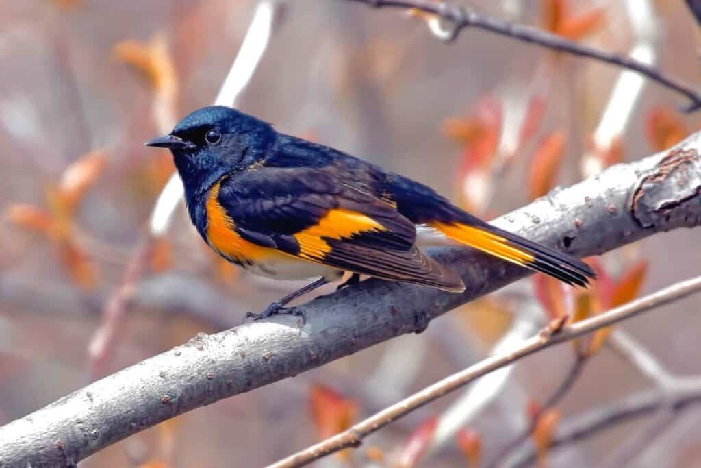 11 Facts About American Redstarts (Photos) - Bird Feeder Hub