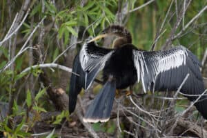 15 Different Birds With 7 Letters (Pics & Facts) - Bird Feeder Hub